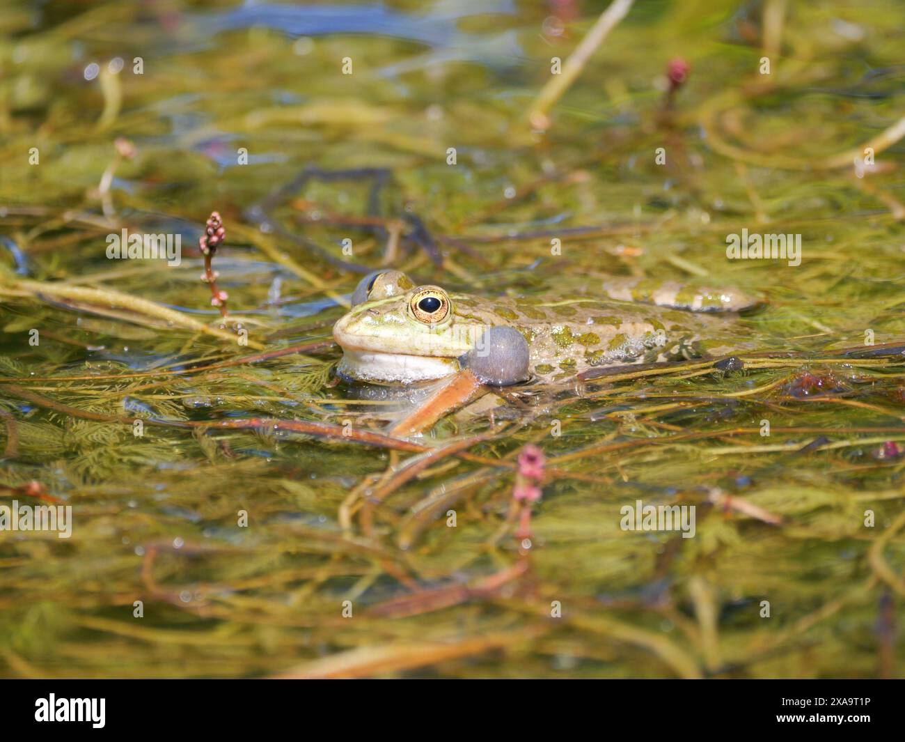 A toad swimming in a pond with lush vegetation around, appearing ...