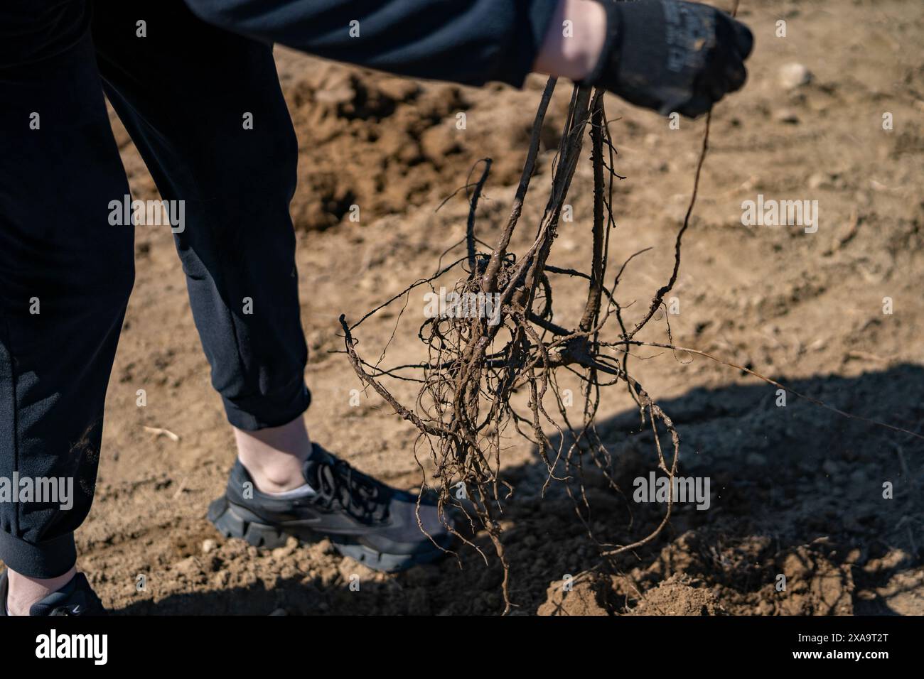 Using shovel laborer in hi-res stock photography and images - Alamy
