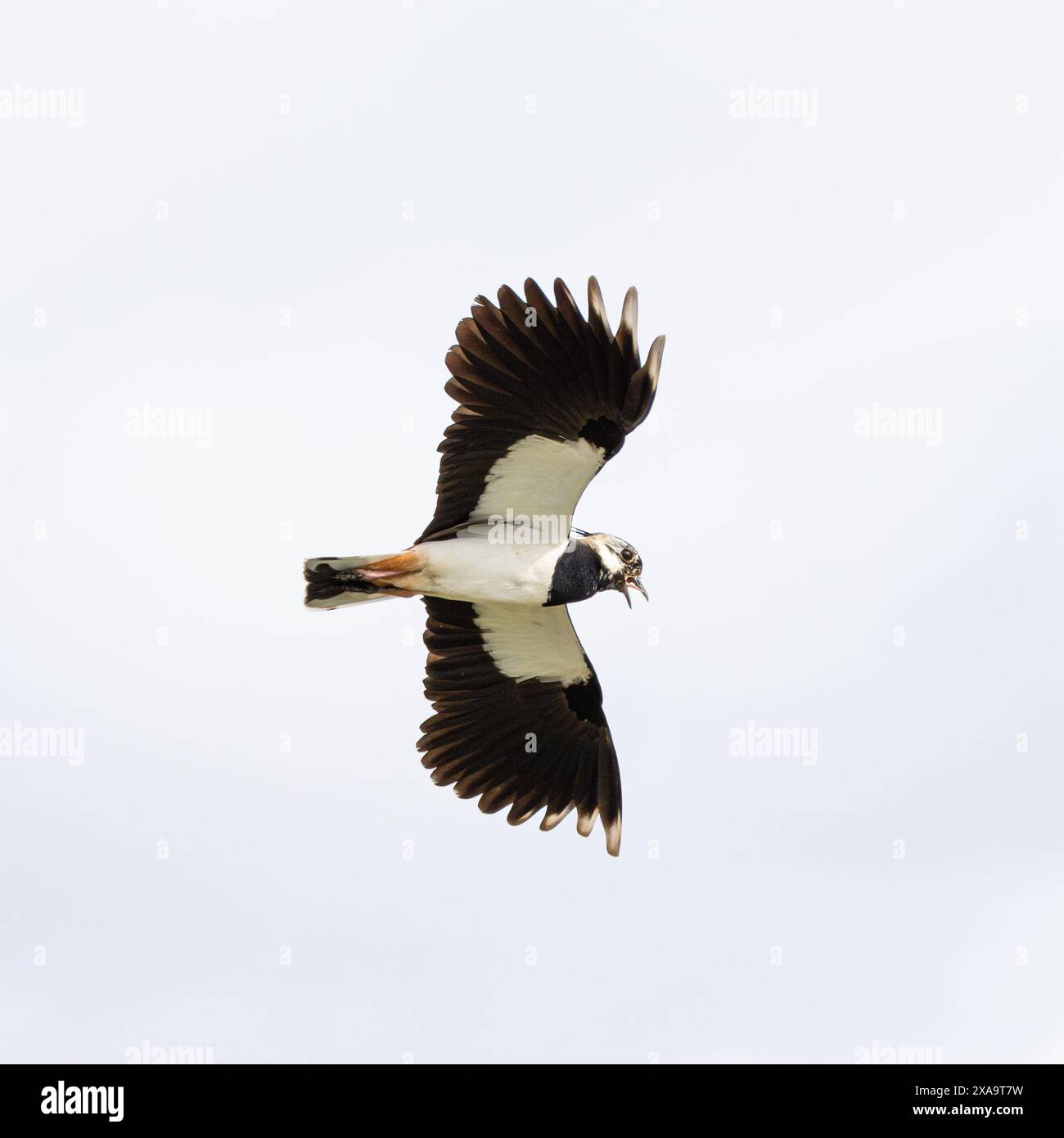 Lapwing in the sky hi-res stock photography and images - Alamy