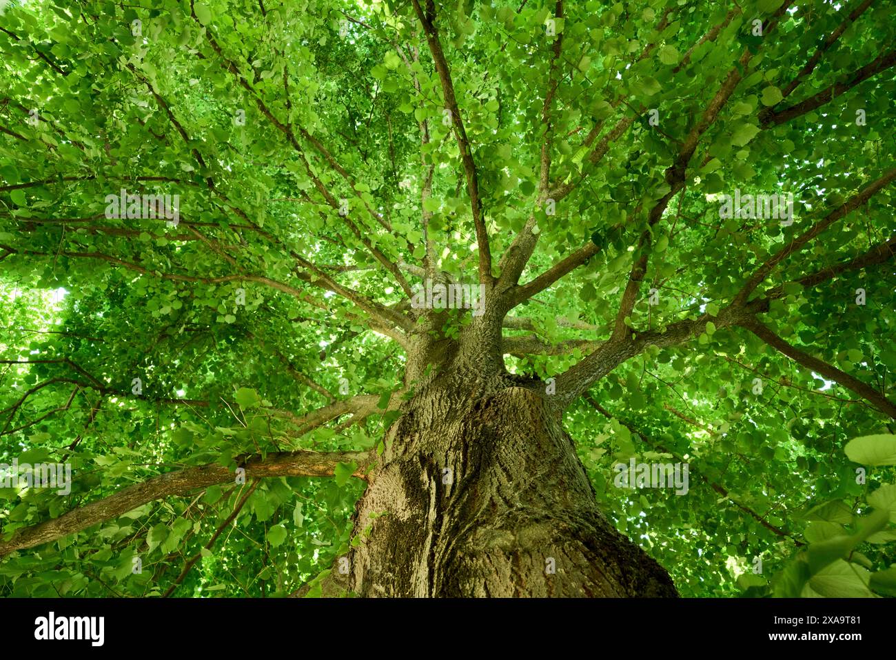A lush green tree canopy from below Stock Photo - Alamy