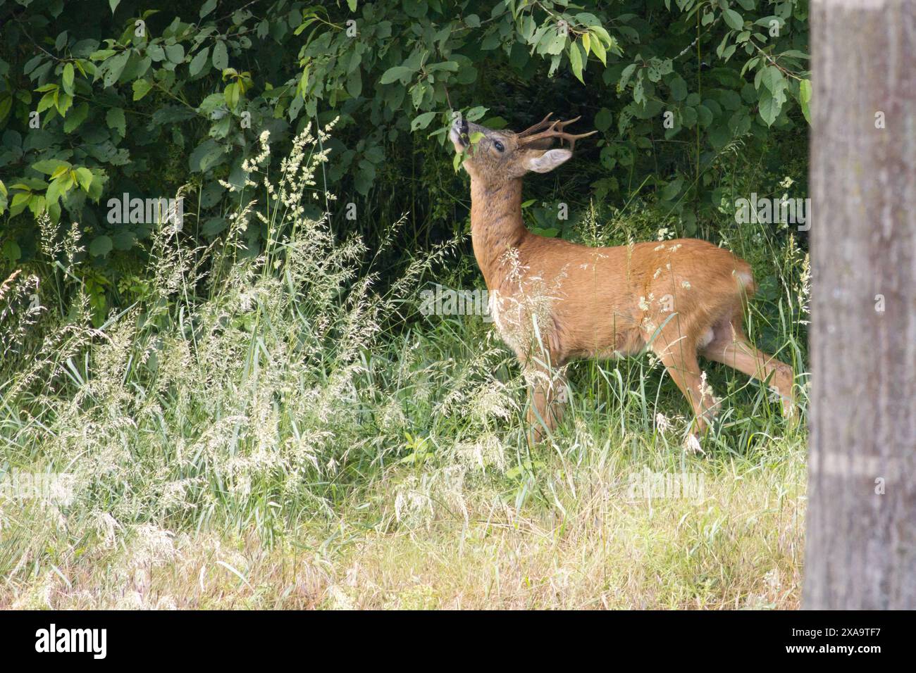 A deer in the forest with mouth open, face partly visible Stock Photo ...