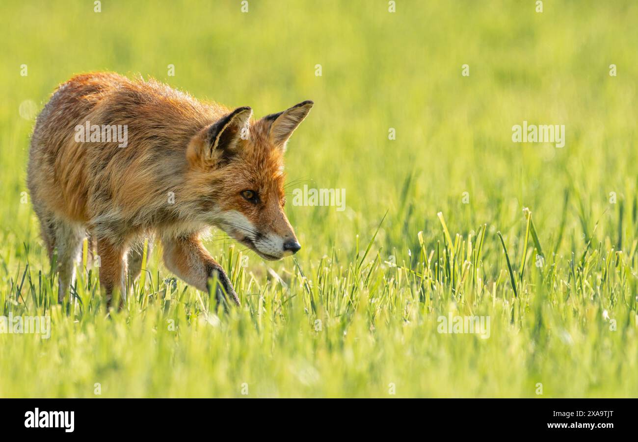 A close up of the hunting fox on the field in bright sunlight Stock ...
