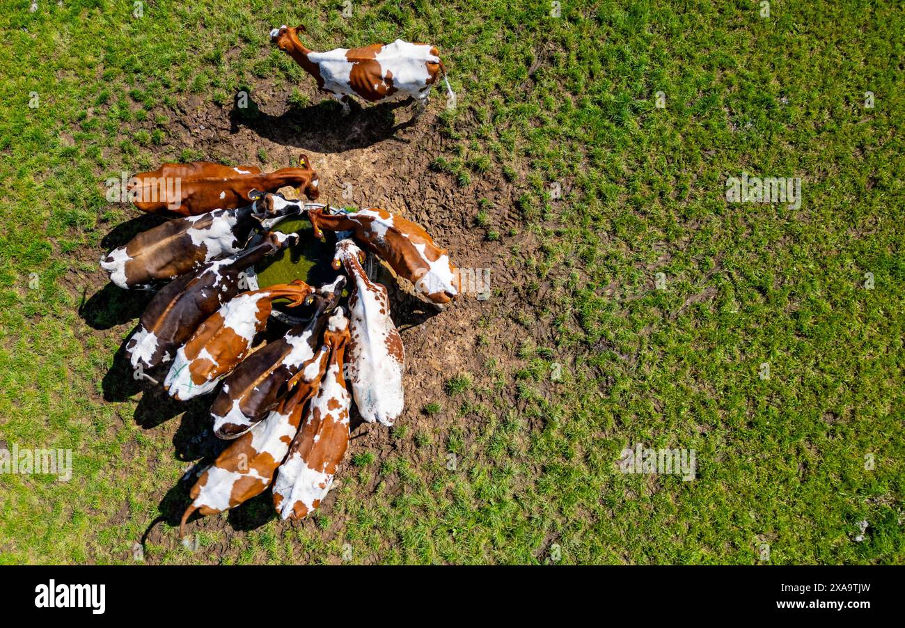 A top down view of multiple cows drinking water on the fountain, on the ...