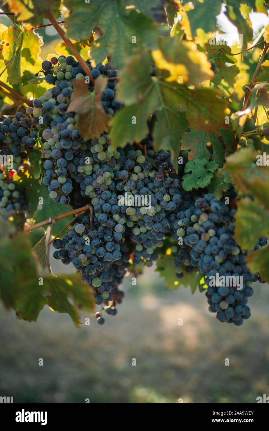 Cluster of grapes growing on vines in a vineyard Stock Photo - Alamy