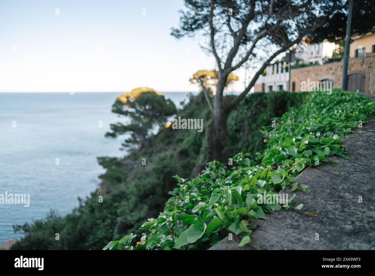 Trees, plants, and shrubs lining a pathway's border Stock Photo - Alamy