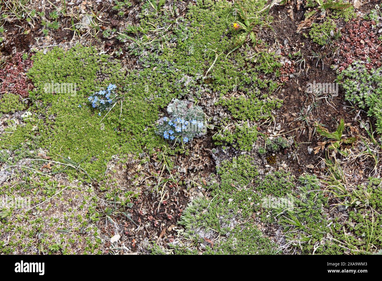 Rock, plants and dirt texture for background. High quality photo Stock ...