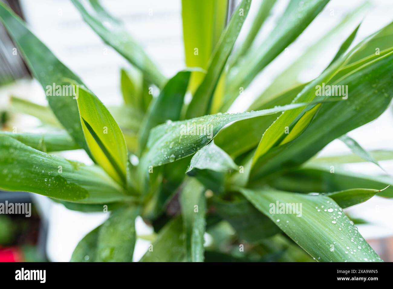 slow motion falling raindrops on leaves of tropical plants Stock Photo ...