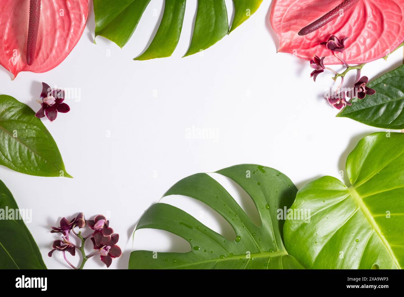 Real Tropical Leaves monstera Swiss Cheese Plant and Flowers Frame on ...