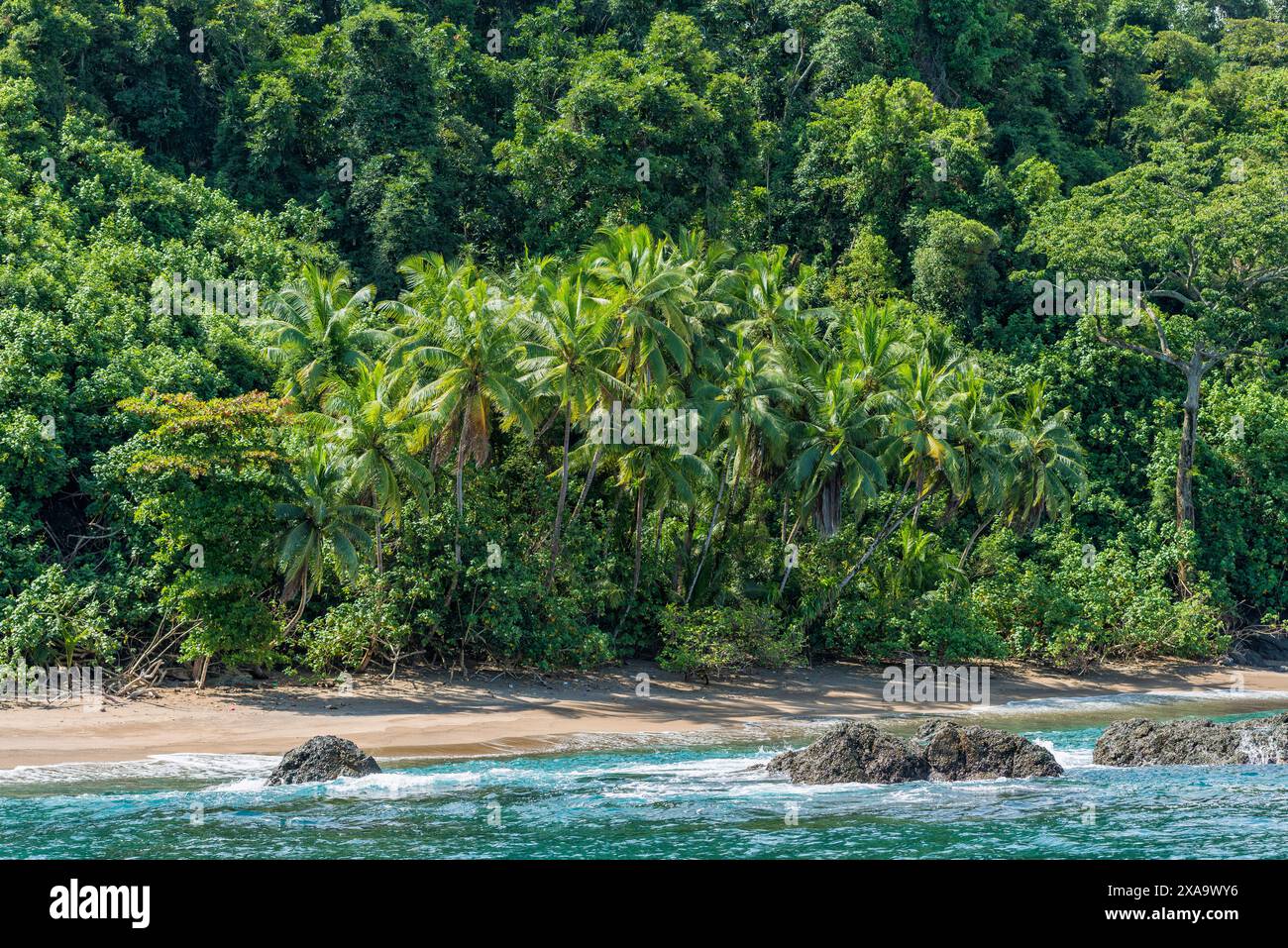 Sandy beach scene with bushes on rocks and sand Stock Photo - Alamy