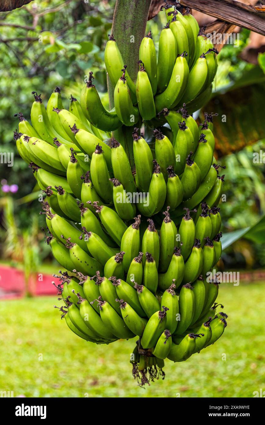 Bountiful fruits hi-res stock photography and images - Alamy