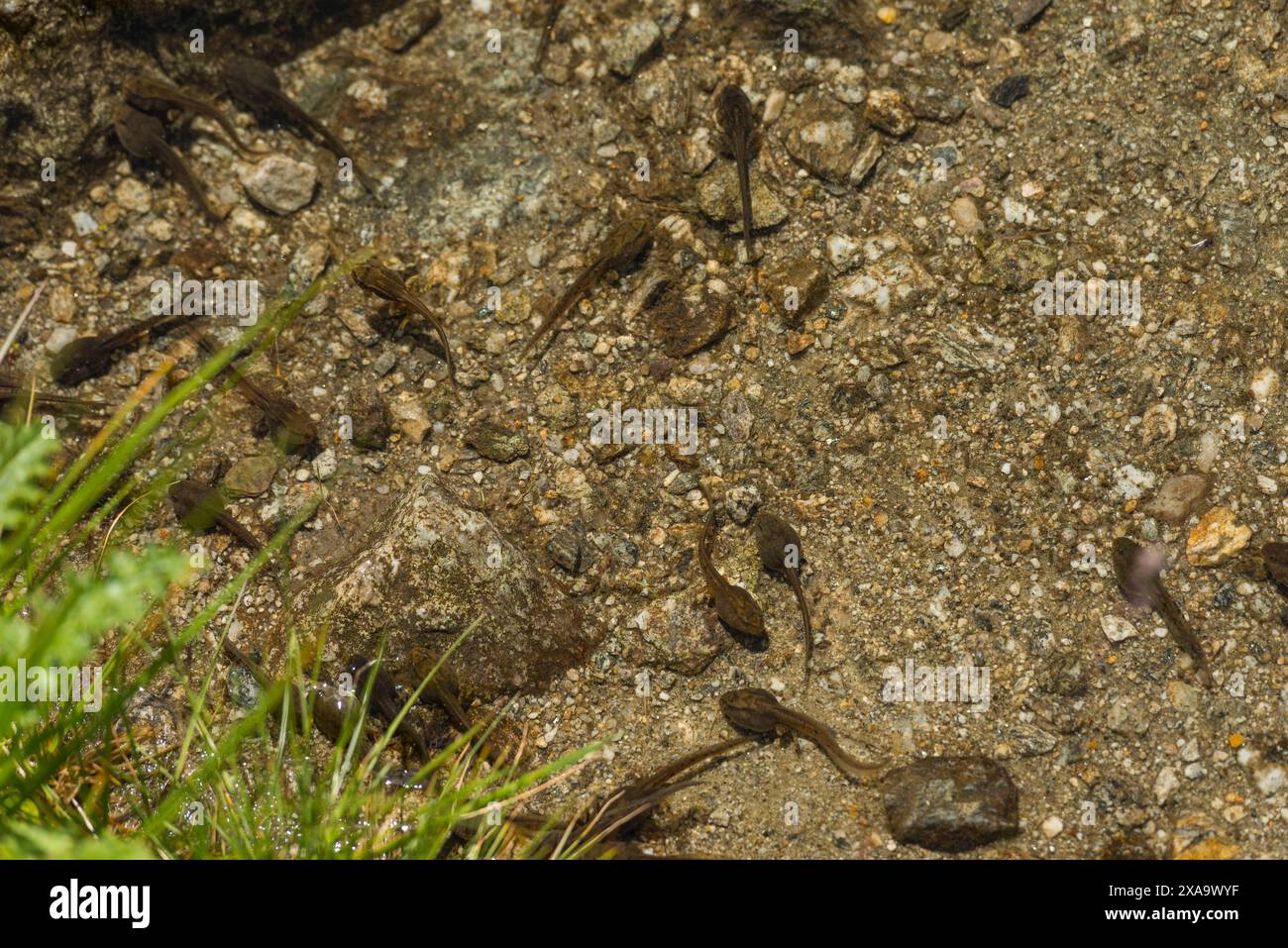 Frogs leap pond hi-res stock photography and images - Alamy