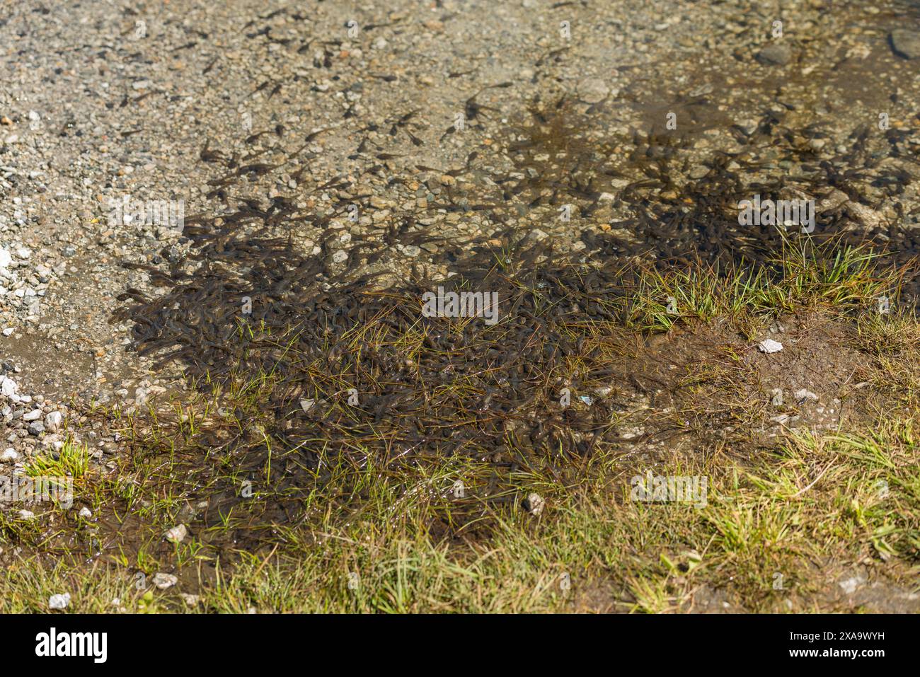 A tiny creature strolling near a mud puddle in a grassy meadow Stock ...