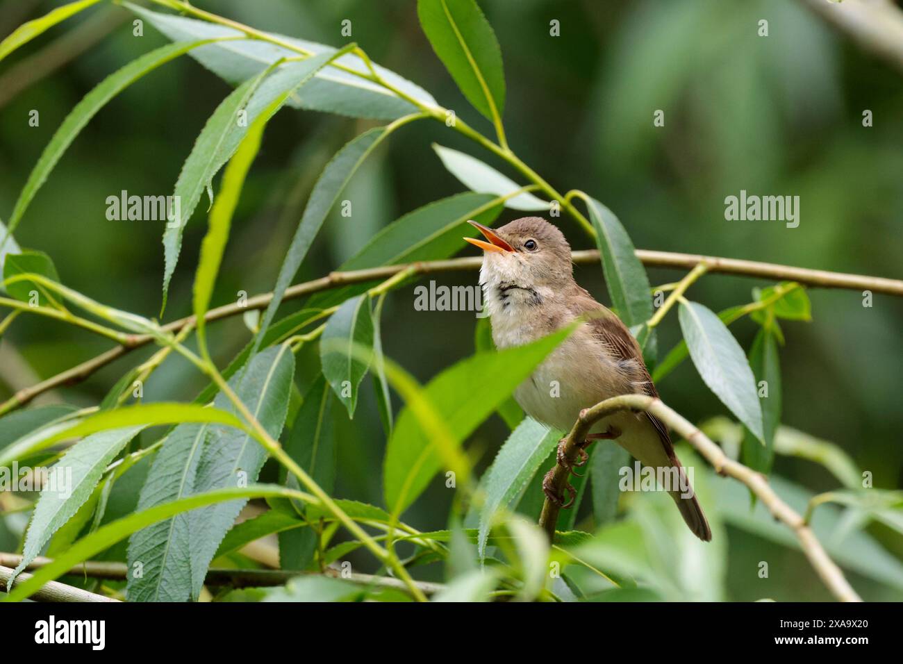 reed warbler acrocephalus scirpaceus, sandy brown upperparts paler ...