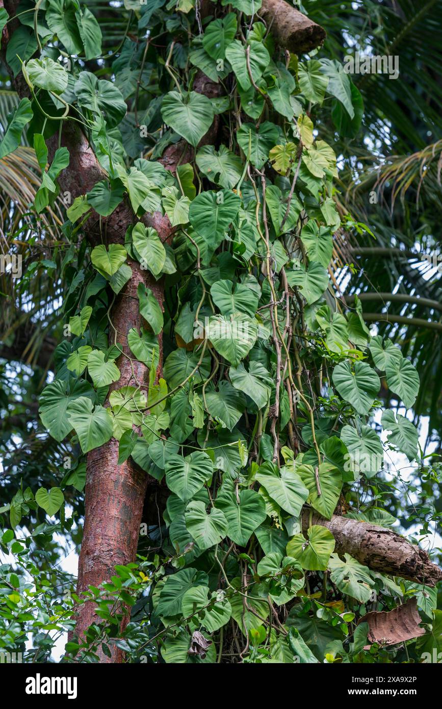 A plant cascading from a tree trunk Stock Photo - Alamy