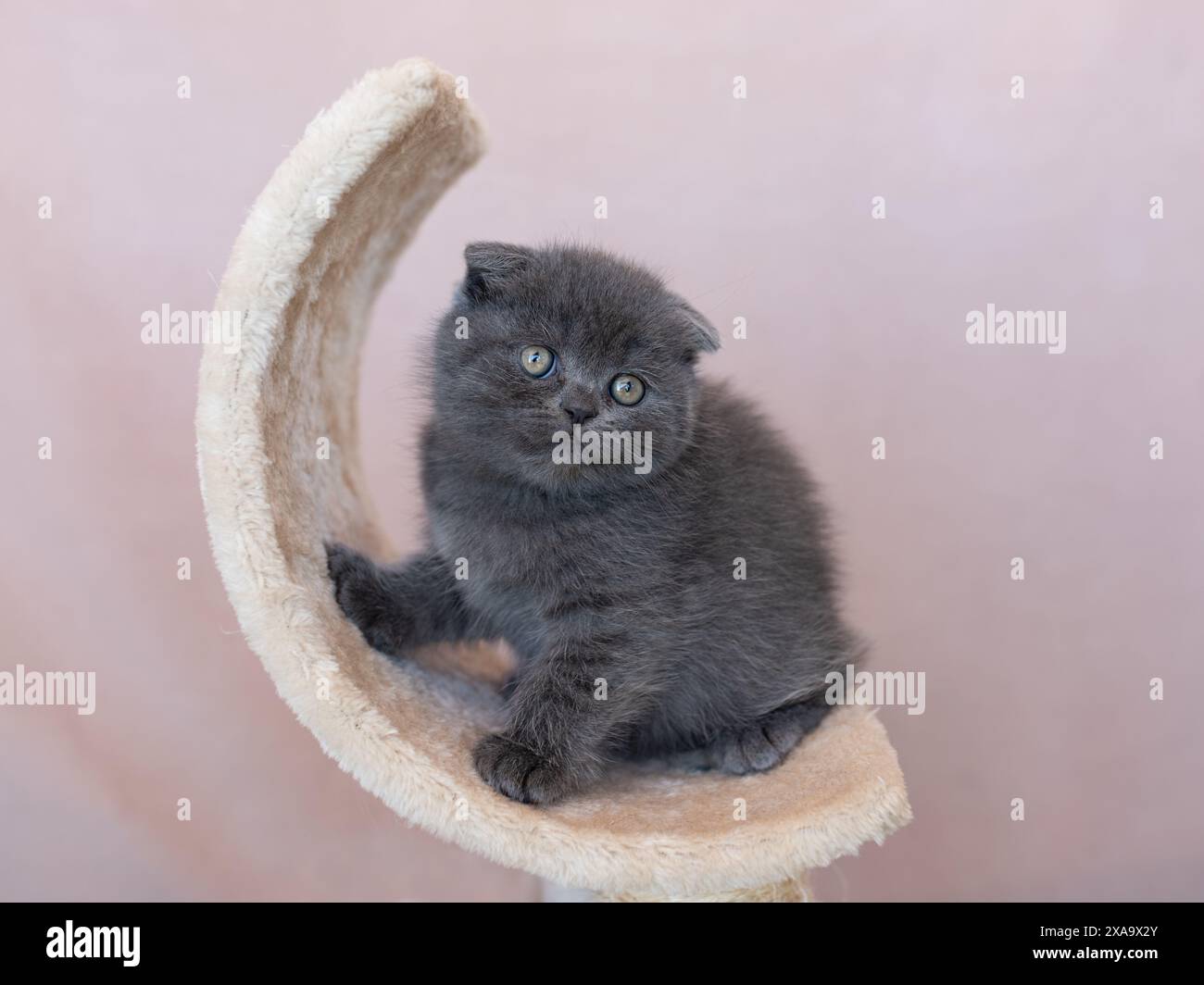 British blue kitten is very beautiful. The British kitten looks ...