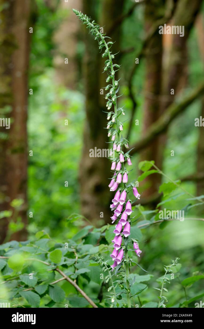foxglove flowering plant digitalis purpurea, tall spikes of pink or ...
