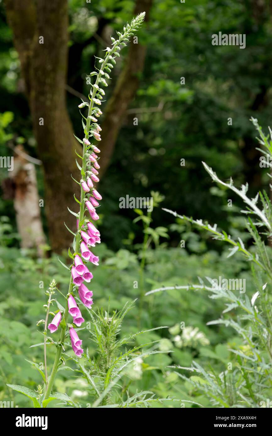 Tubular flowers hi-res stock photography and images - Alamy