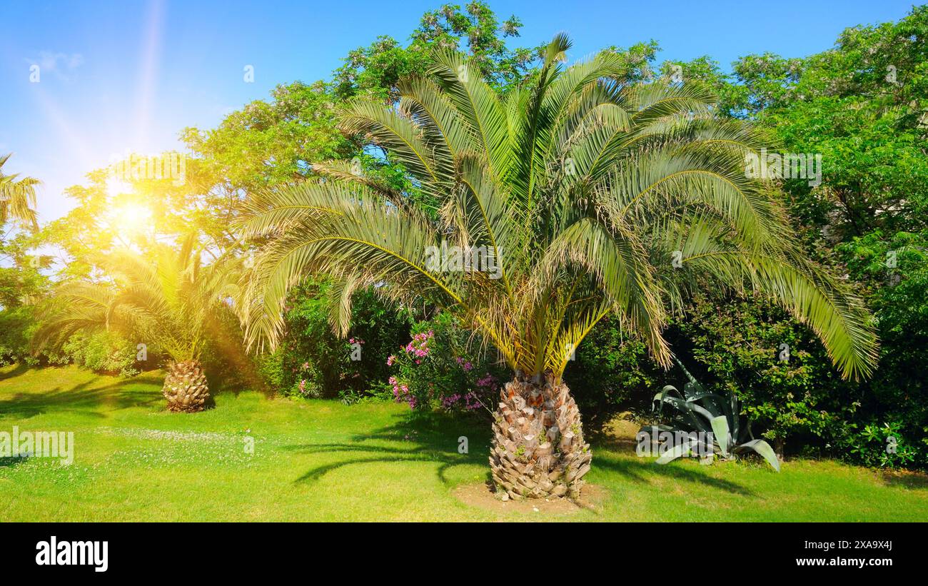 Palm tree on lawn hi-res stock photography and images - Alamy