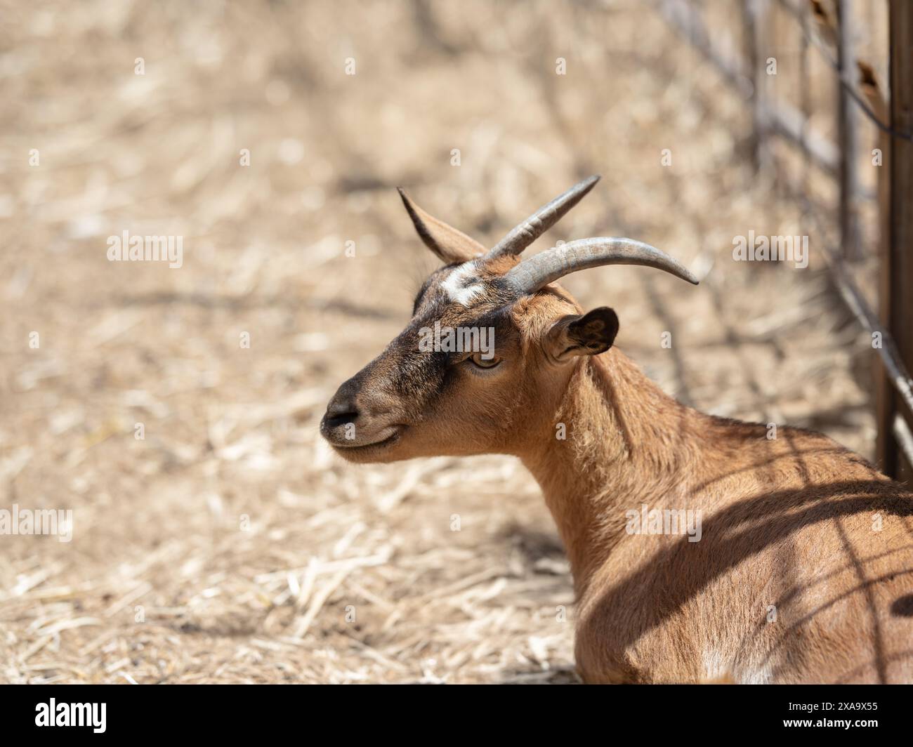 Goat resting near a pasture of a Village ,Bangladesh Stock Photo - Alamy