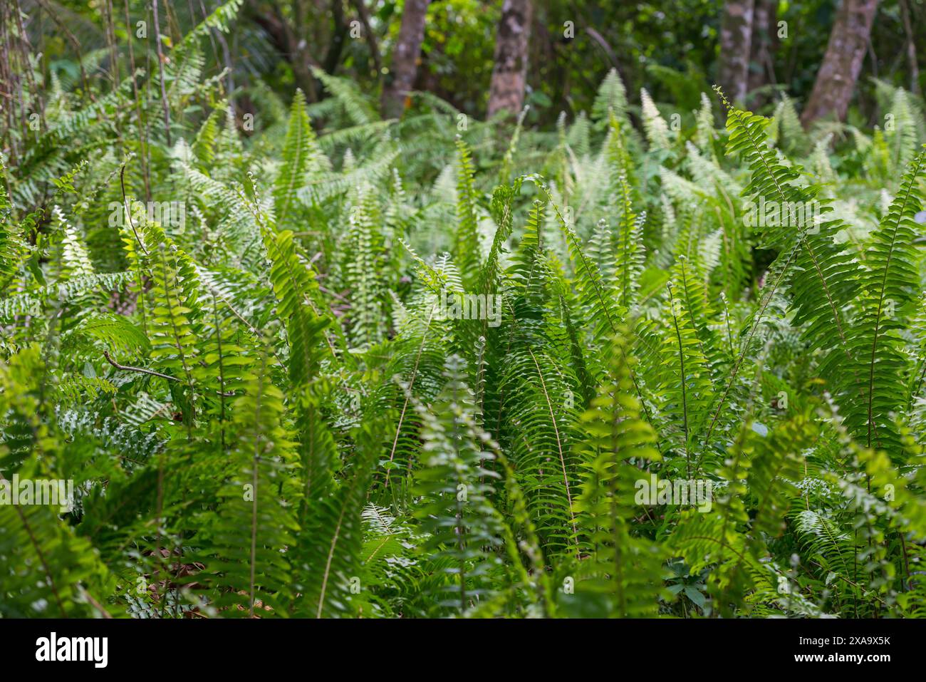 Various ferns hi-res stock photography and images - Alamy