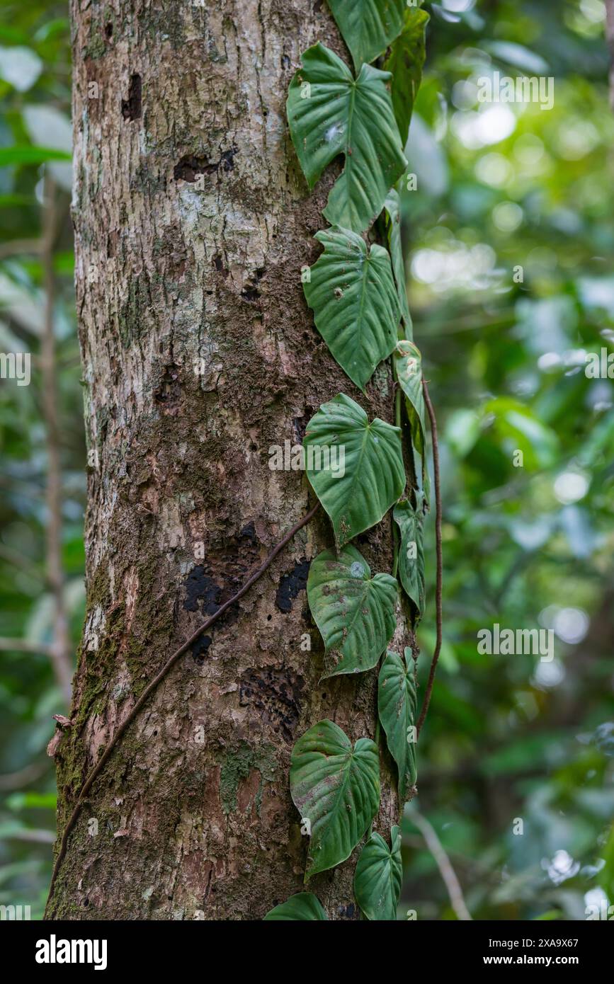 A thick tree covered in lush green vines Stock Photo - Alamy