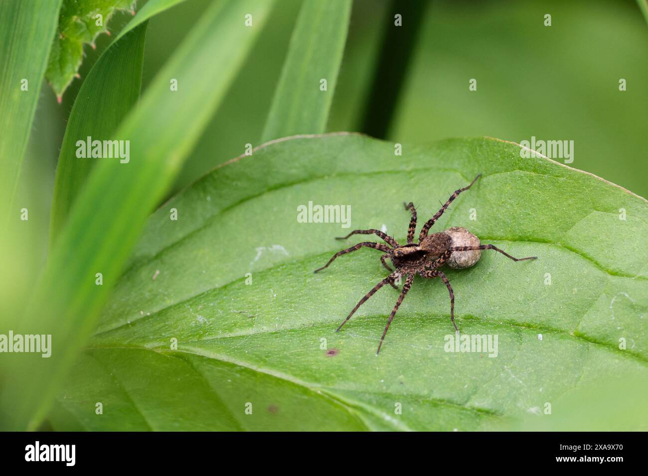 wolf spider pardosa lugubris, woodland spider female with egg sac ...