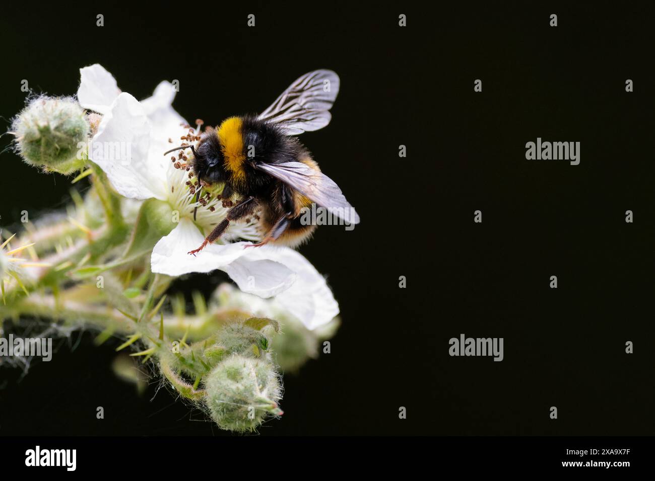 Buff creamy white tip to abdomen hi-res stock photography and images ...