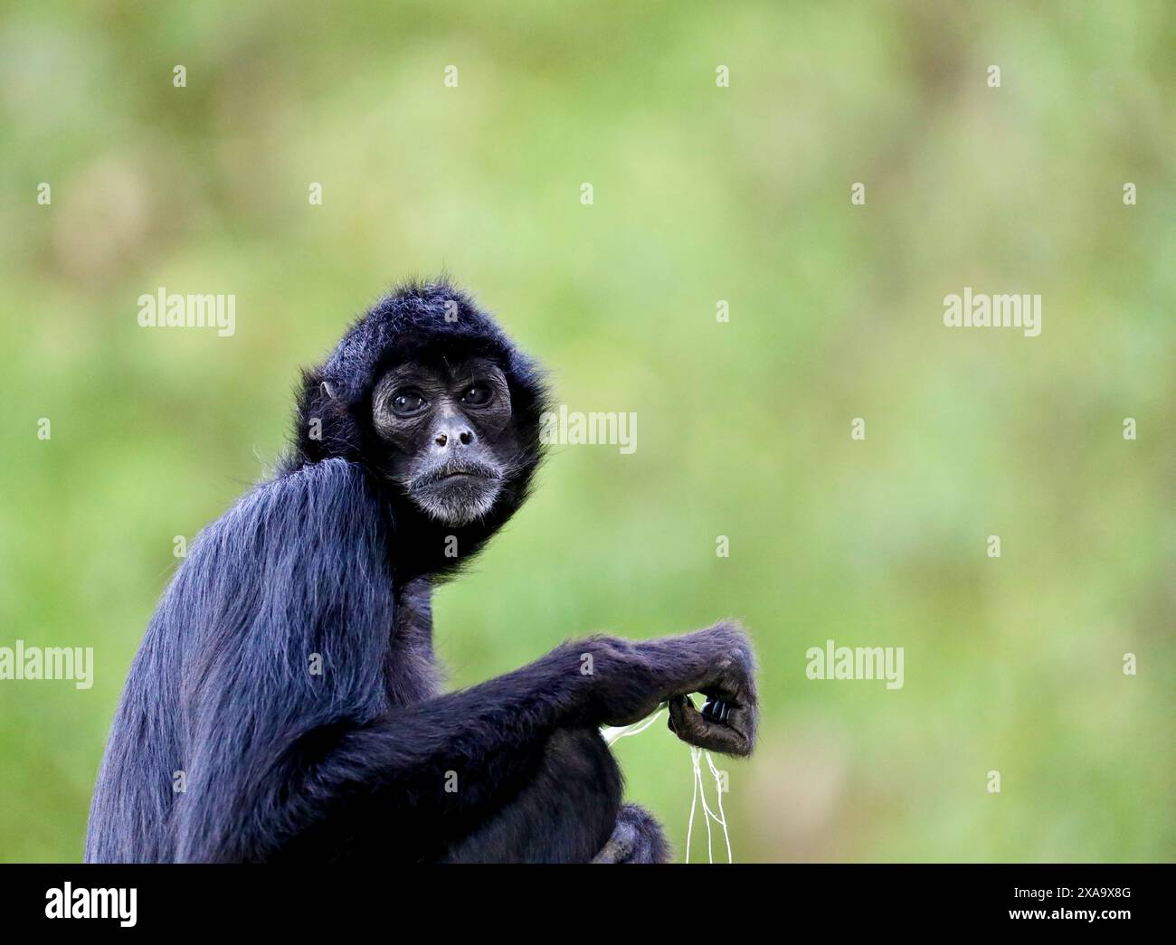 Black Spider Monkey (Genus Ateles Stock Photo - Alamy