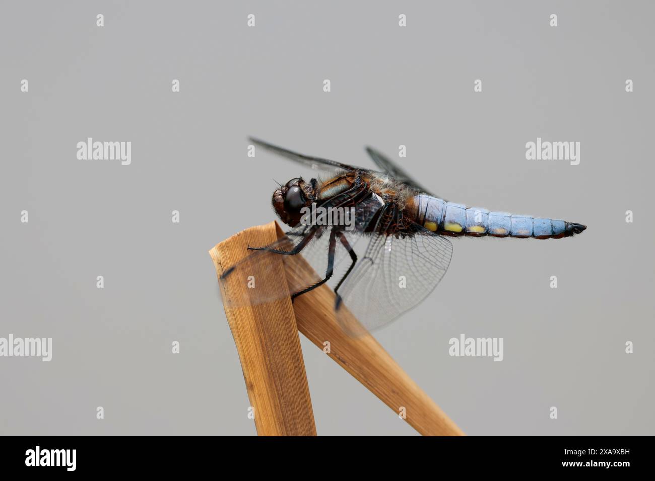 male broad bodied chaser libellula depressa, dragonfly broad flattened ...