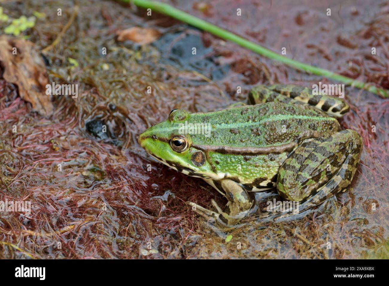 Ridges on sides of back through eye line hi-res stock photography and images - Alamy