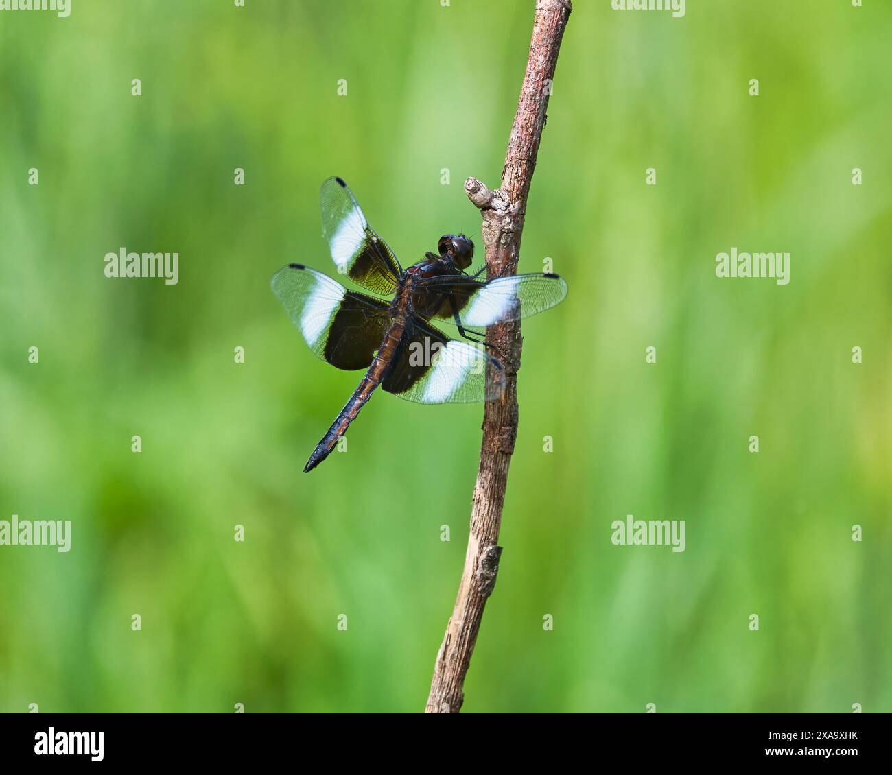 Dragonfly harmony hi-res stock photography and images - Alamy
