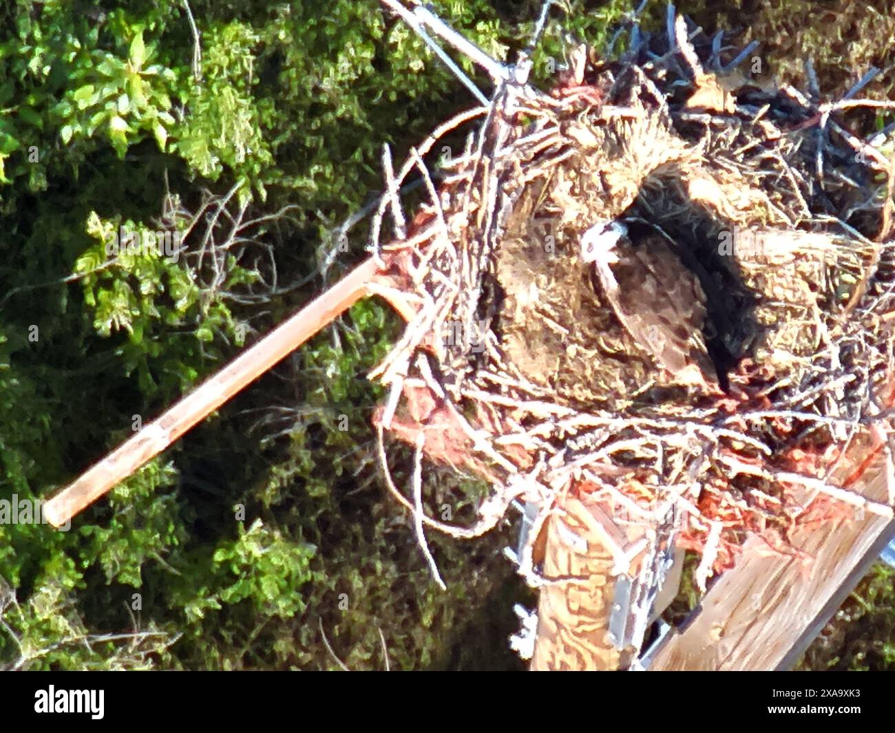 Bird nest in forest setting with twigs Stock Photo - Alamy