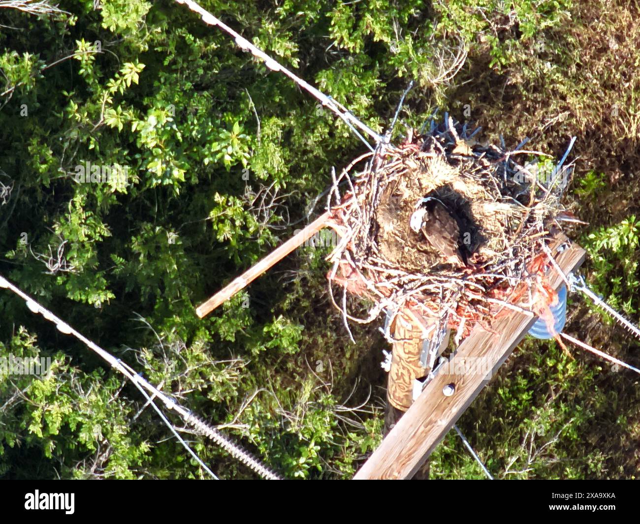 Bird nest pole hi-res stock photography and images - Alamy