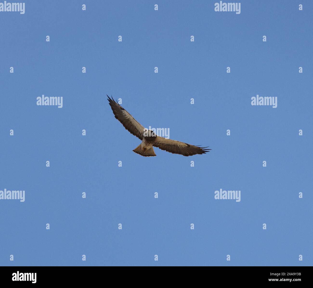 A hawk soaring in a clear blue sky with wings spread wide Stock Photo ...