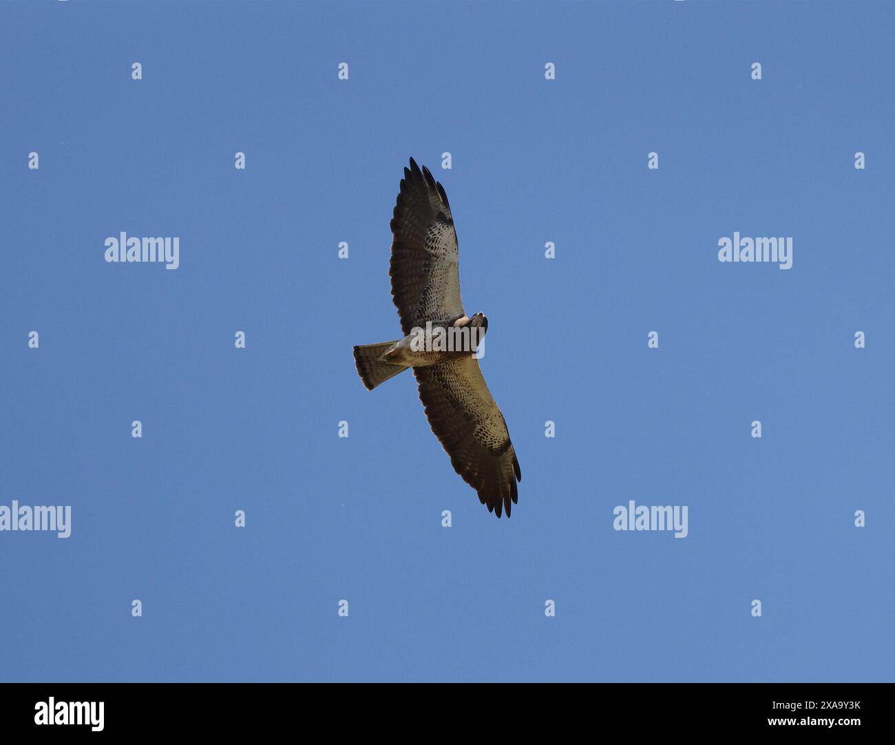 A hawk flying in a clear blue sky Stock Photo - Alamy