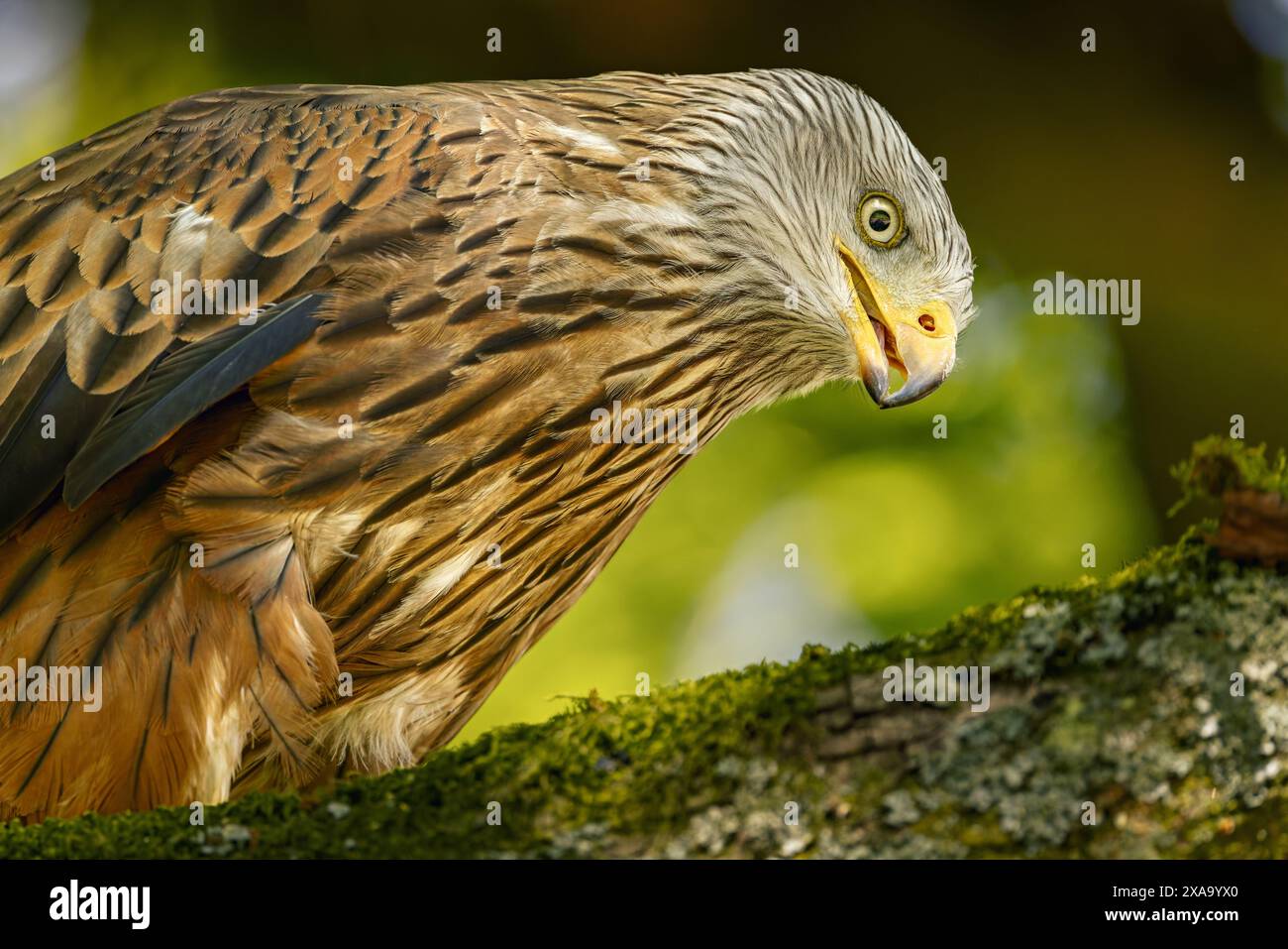 A hawk resting on a moss-covered tree branch Stock Photo - Alamy