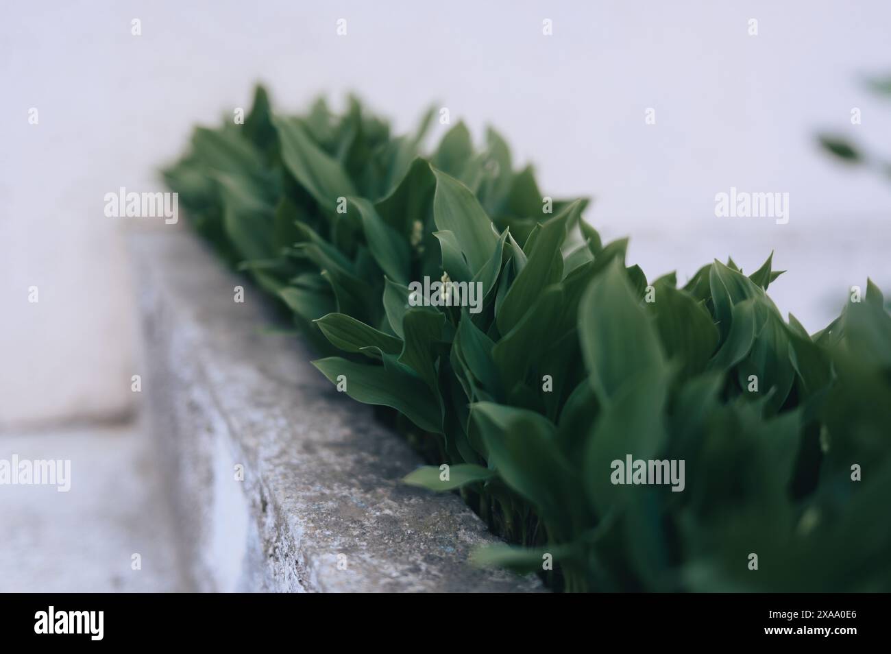 Planter ledge hi-res stock photography and images - Alamy