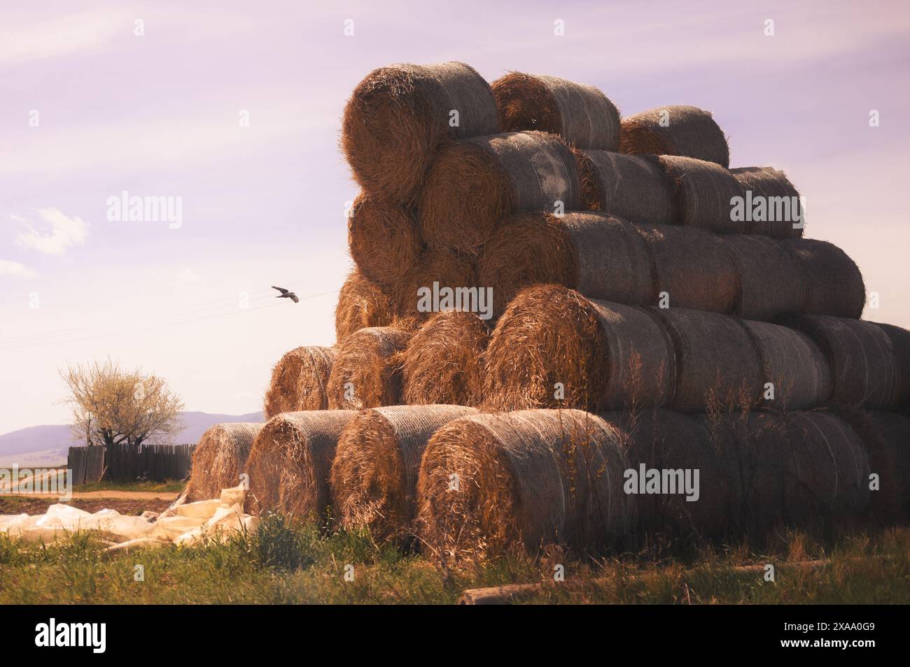 Flying hay bird hi-res stock photography and images - Alamy