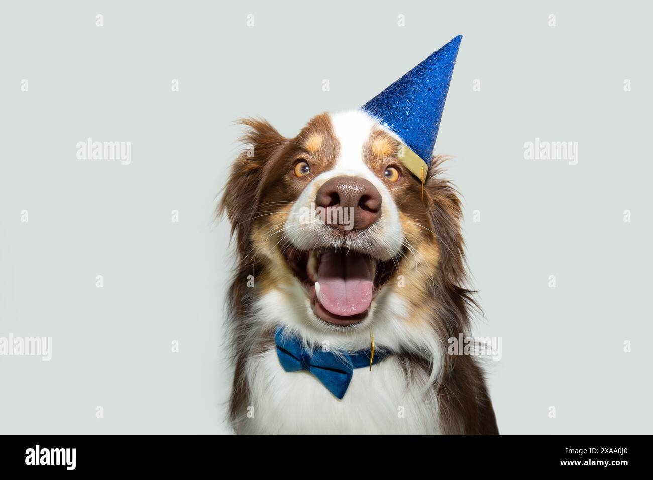 Portrait Australian Shepherd dog celebrting birthday, carnival or ...