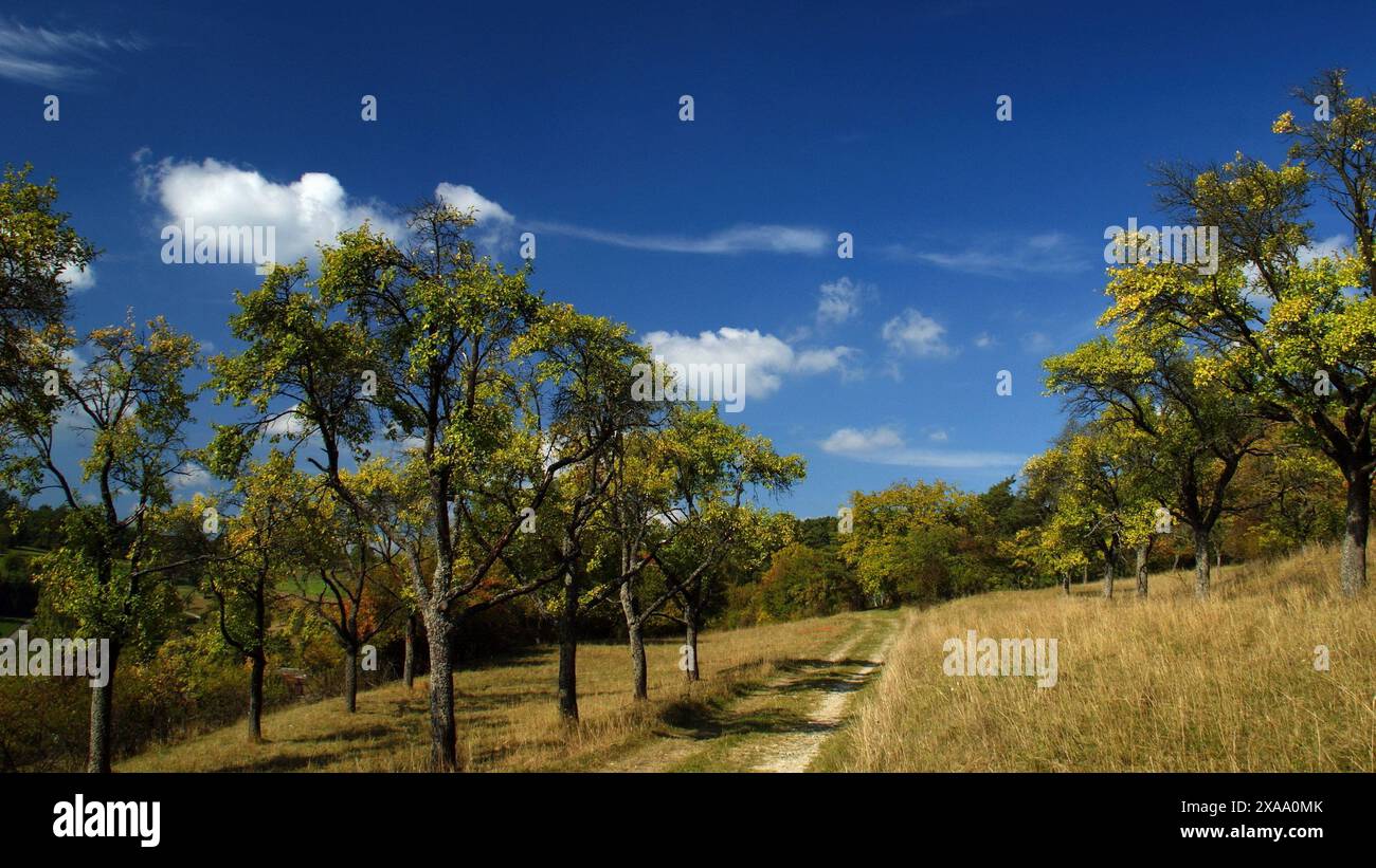 Trail winding through trees hi-res stock photography and images - Alamy