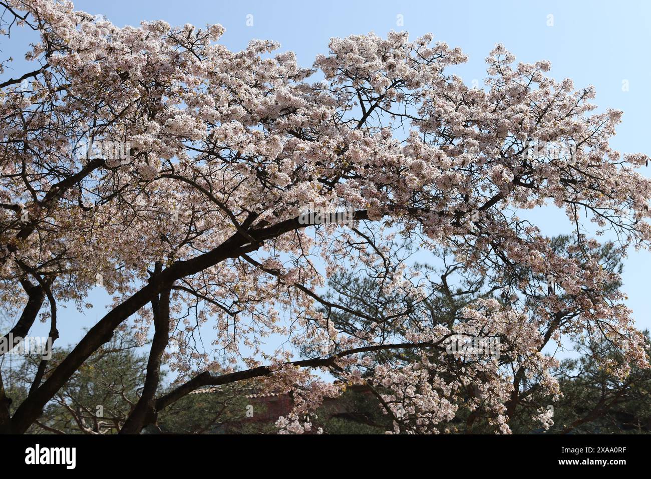 A scenic view of cherry blossoms in spring in Jungnang-gu, Seoul, South ...