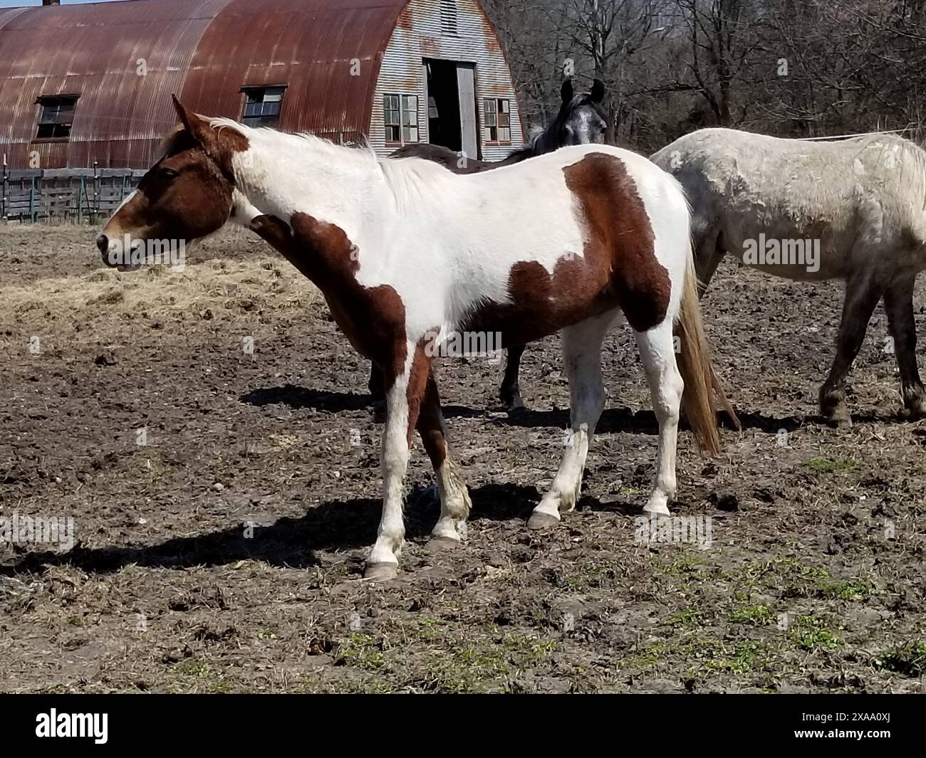 Two horses in corral by barn Stock Photo - Alamy