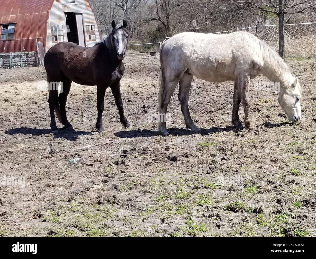 Two horses in a field with barn in background Stock Photo - Alamy