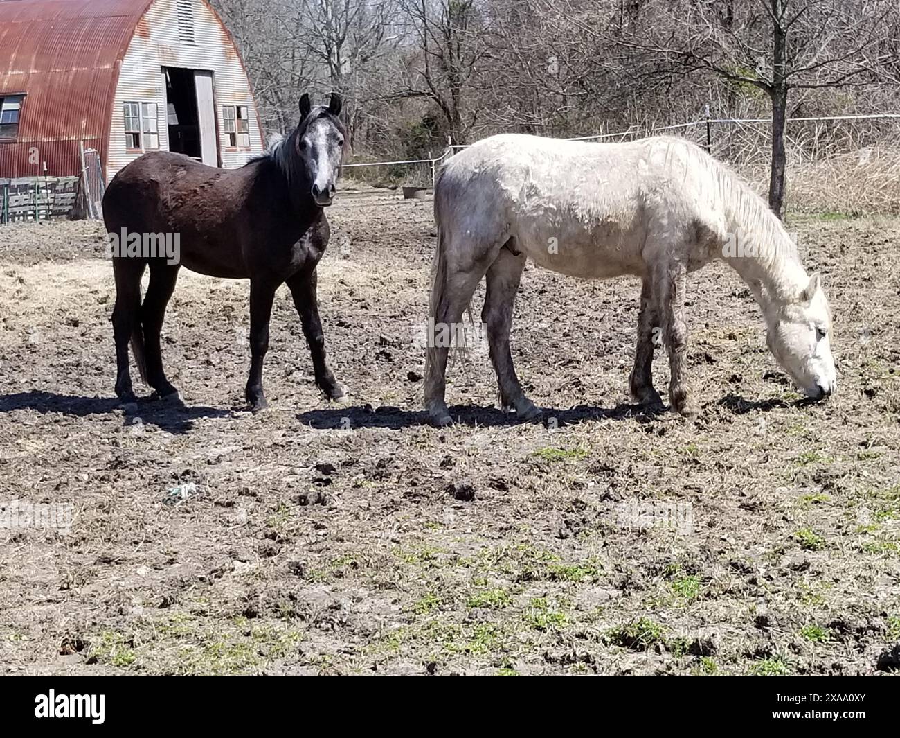 Barn and farm animals grazing hi-res stock photography and images - Alamy
