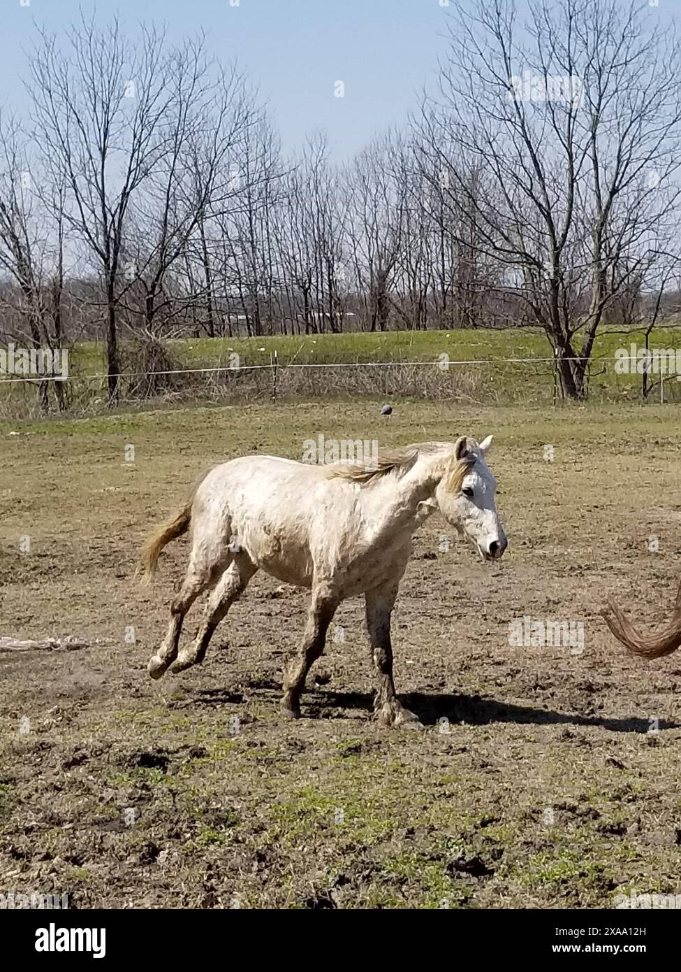 Elephant and white horse standing together in dirt Stock Photo - Alamy