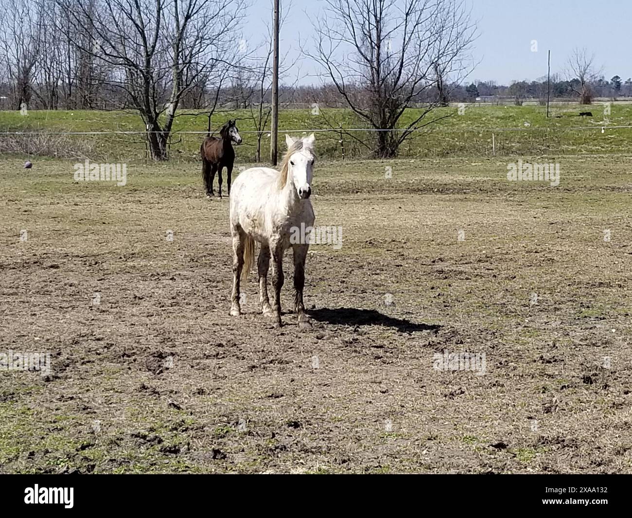 Pasture domestic animals horses hi-res stock photography and images - Alamy