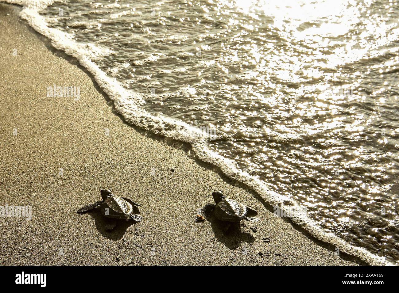 Central Sulawesi, Indonesia. 5th June, 2024. Baby hawksbill sea turtles ...