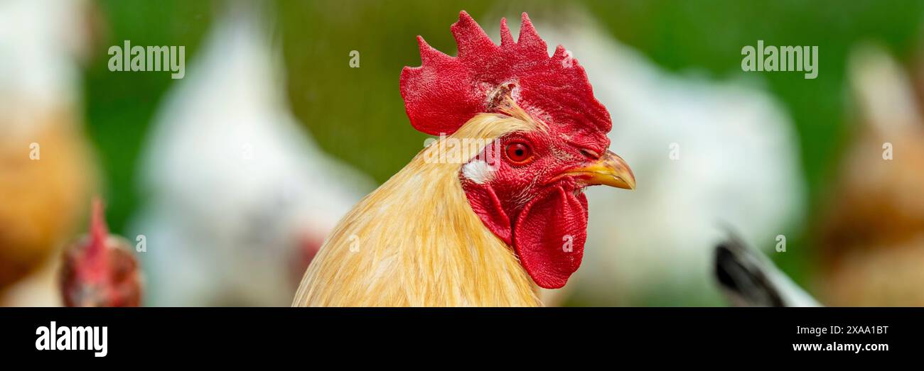 Portrait von einem Hahn Ein Hahn dominiert in einer Herde Hühner in ...