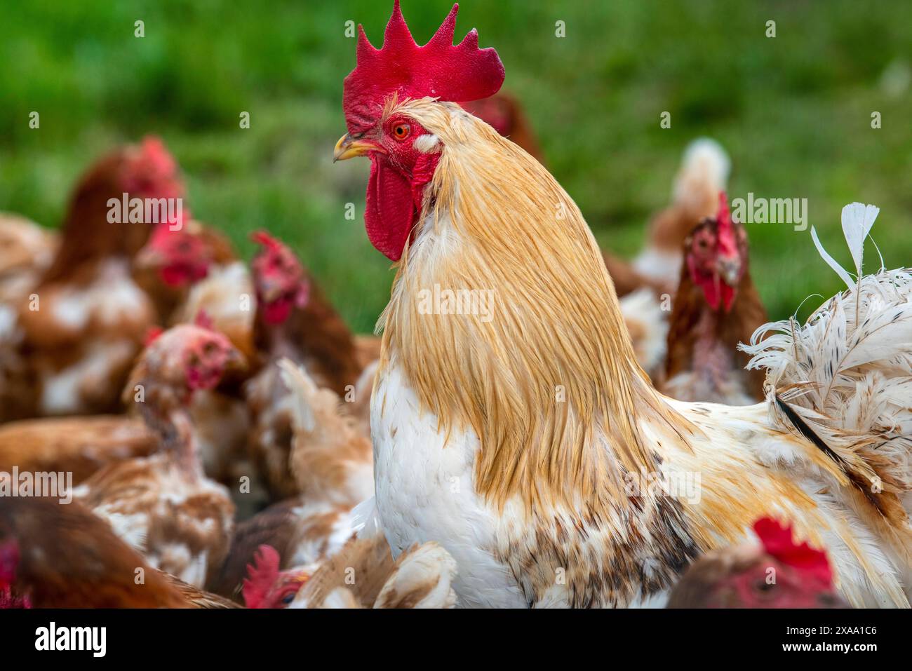Eine Herde Hühner Eine Herde Hühner mit Hahn in Freilandhaltung auf ...