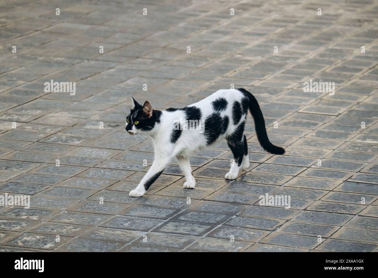 A cat walks boldly in the center of Doha, Qatar Stock Photo - Alamy